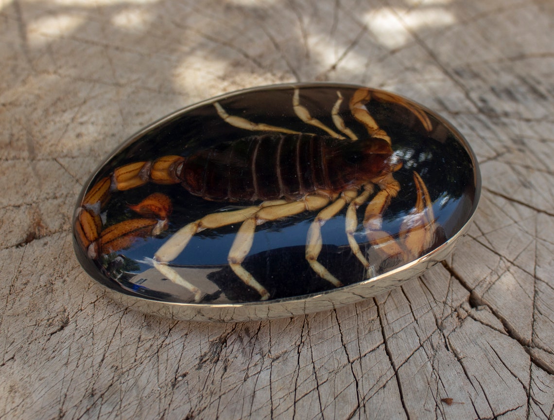 Real SCORPION ALACRAN EPOXY Handmade Oval Western Belt Buckle - Etsy