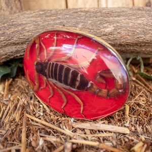 Real SCORPION ALACRAN EPOXY Handmade Oval Western Belt Buckle Evilla - Etsy