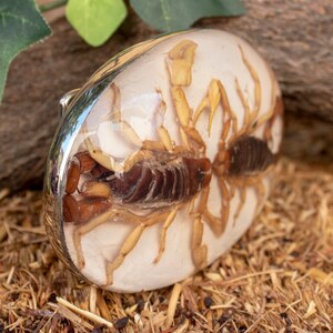 Real Double SCORPION ALACRAN EPOXY Handmade Oval Western Belt - Etsy