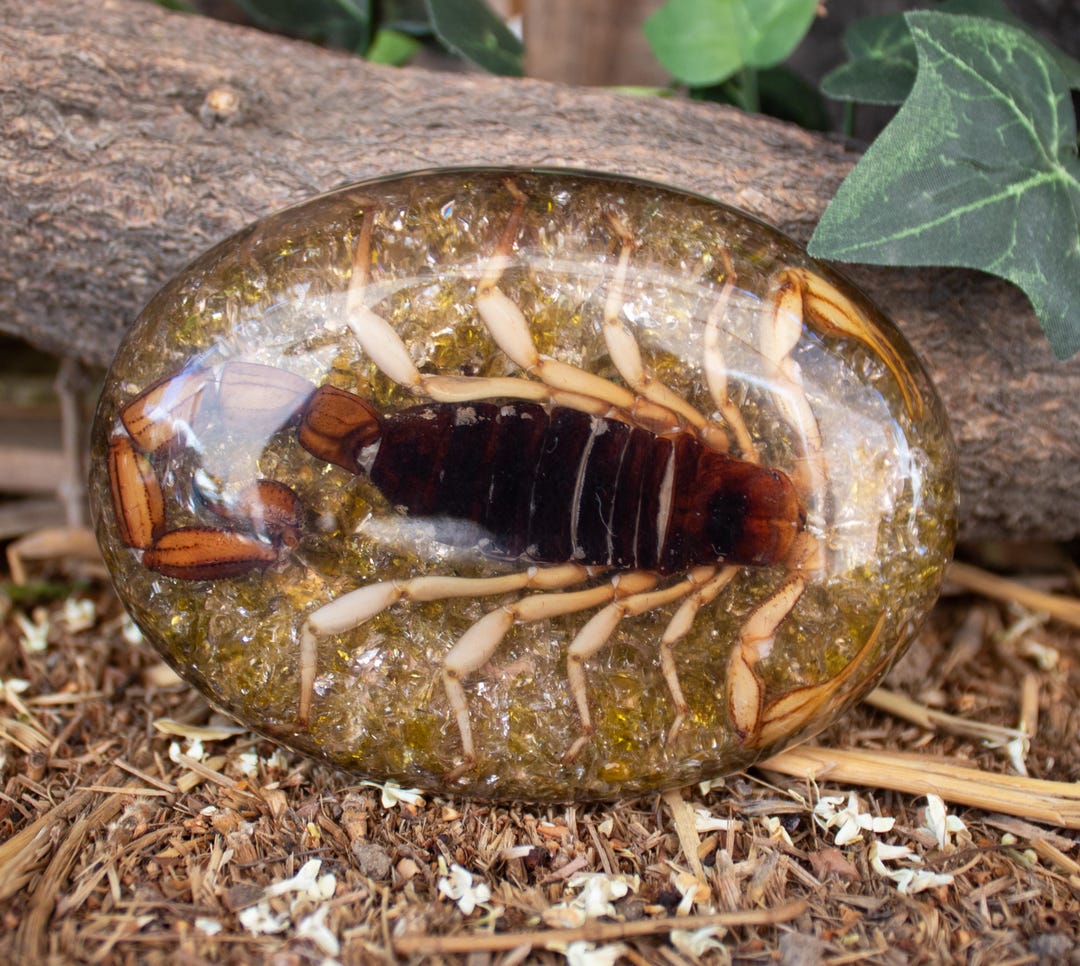 Real SCORPION ALACRAN EPOXY Handmade Oval Western Belt Buckle Evilla - Etsy