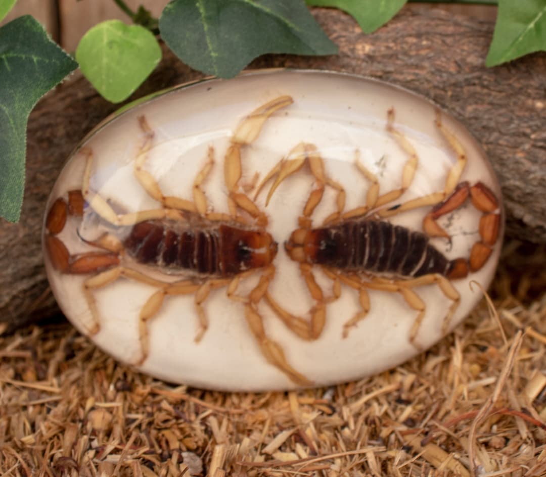 Real Double SCORPION ALACRAN EPOXY Handmade Oval Western Belt Buckle ...