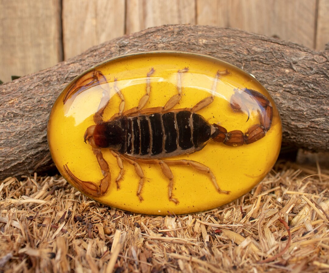 Real SCORPION ALACRAN EPOXY Handmade Oval Western Belt Buckle - Etsy