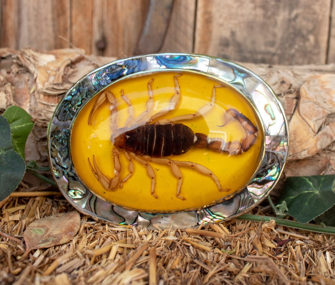 Real SCORPION ALACRAN EPOXY Handmade Oval Western Abalone Belt Buckle ...