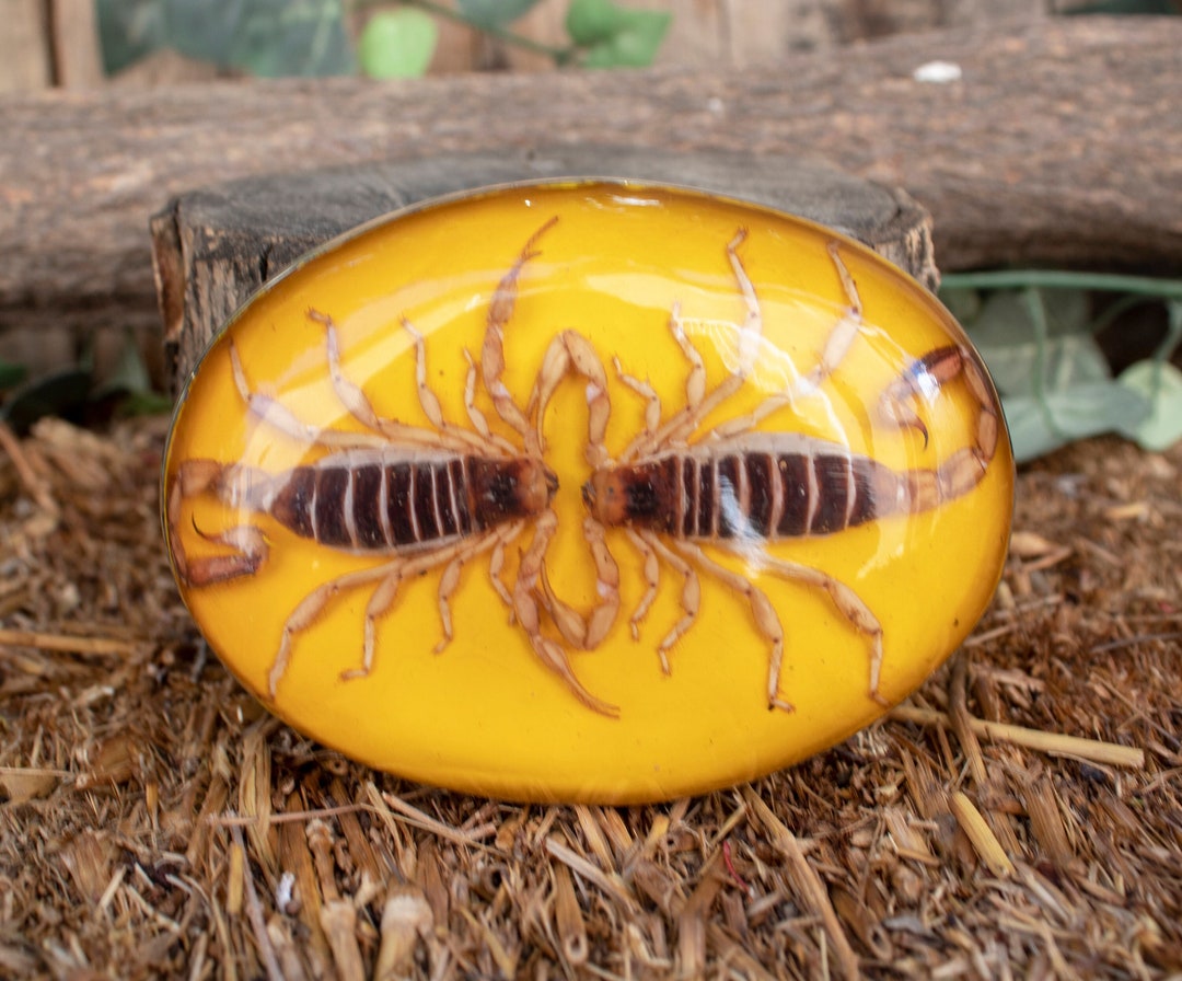 Real Double SCORPION ALACRAN EPOXY Handmade Oval Western Belt Buckle ...