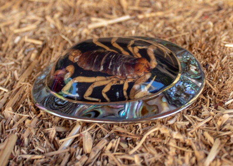 Real SCORPION ABALONE EPOXY Handmade Oval Western Belt Buckle Evilla ...