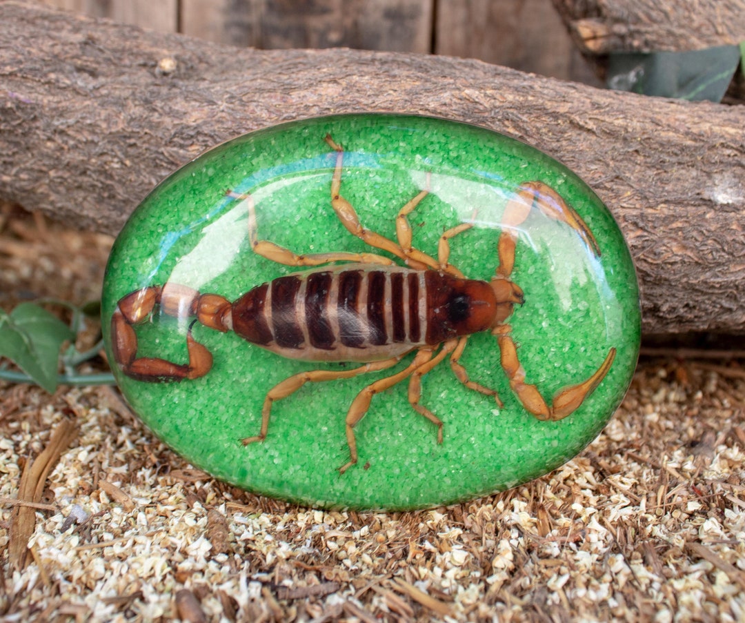 Real SCORPION ALACRAN EPOXY Handmade Oval Western Belt Buckle Evilla - Etsy