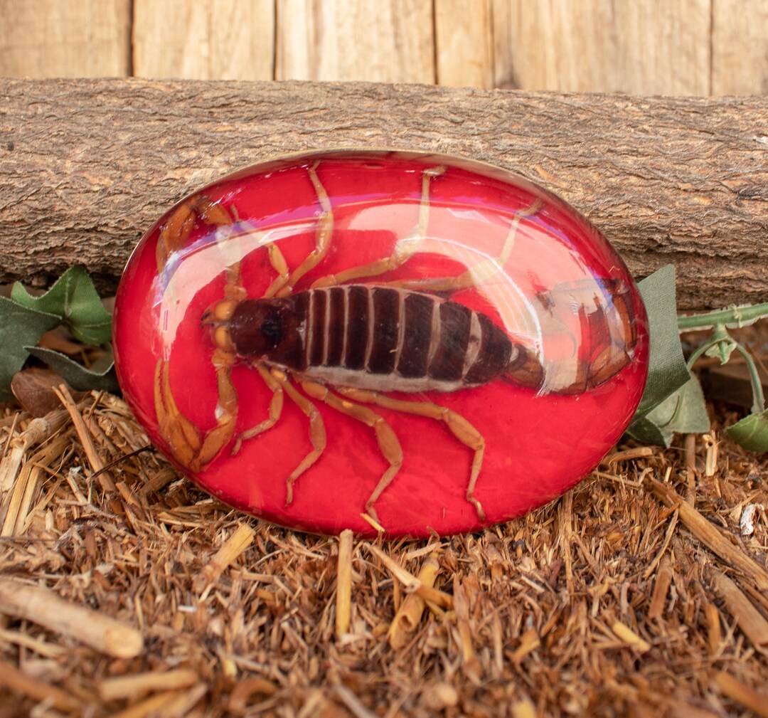 Real SCORPION ALACRAN EPOXY Handmade Oval Western Belt Buckle Evilla - Etsy