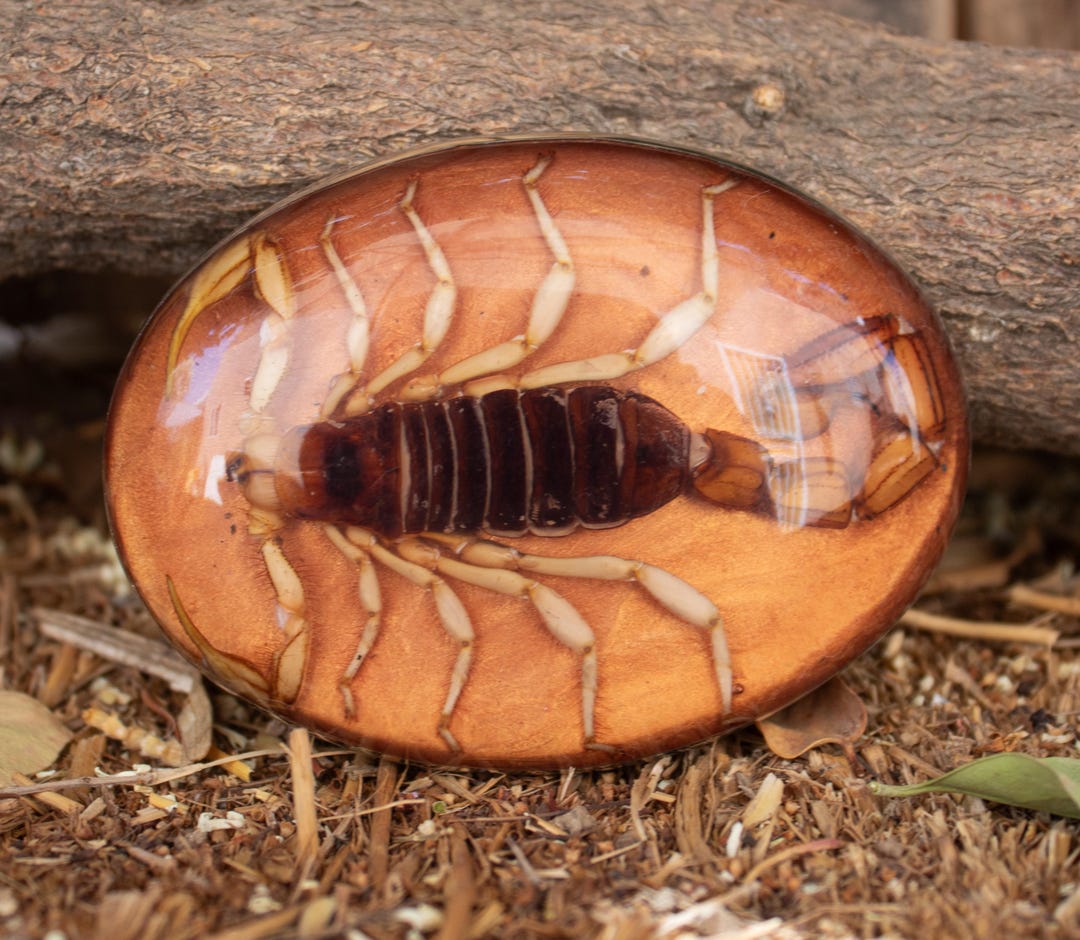 Real SCORPION ALACRAN EPOXY Handmade Oval Western Belt Buckle Evilla - Etsy