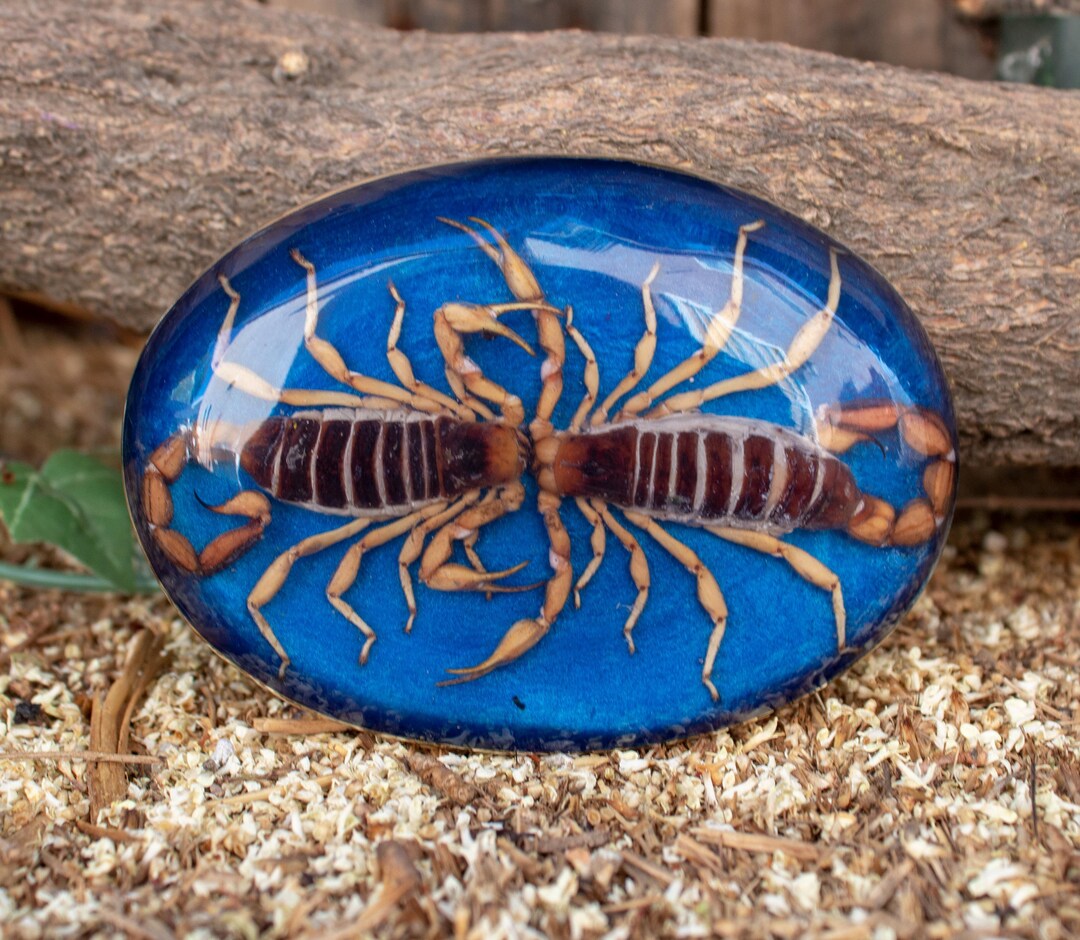 Real Double SCORPION ALACRAN EPOXY Handmade Oval Western Belt Buckle ...