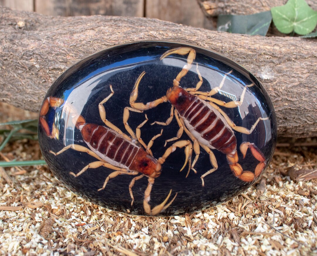 Real Double SCORPION ALACRAN EPOXY Handmade Oval Western Belt Buckle ...