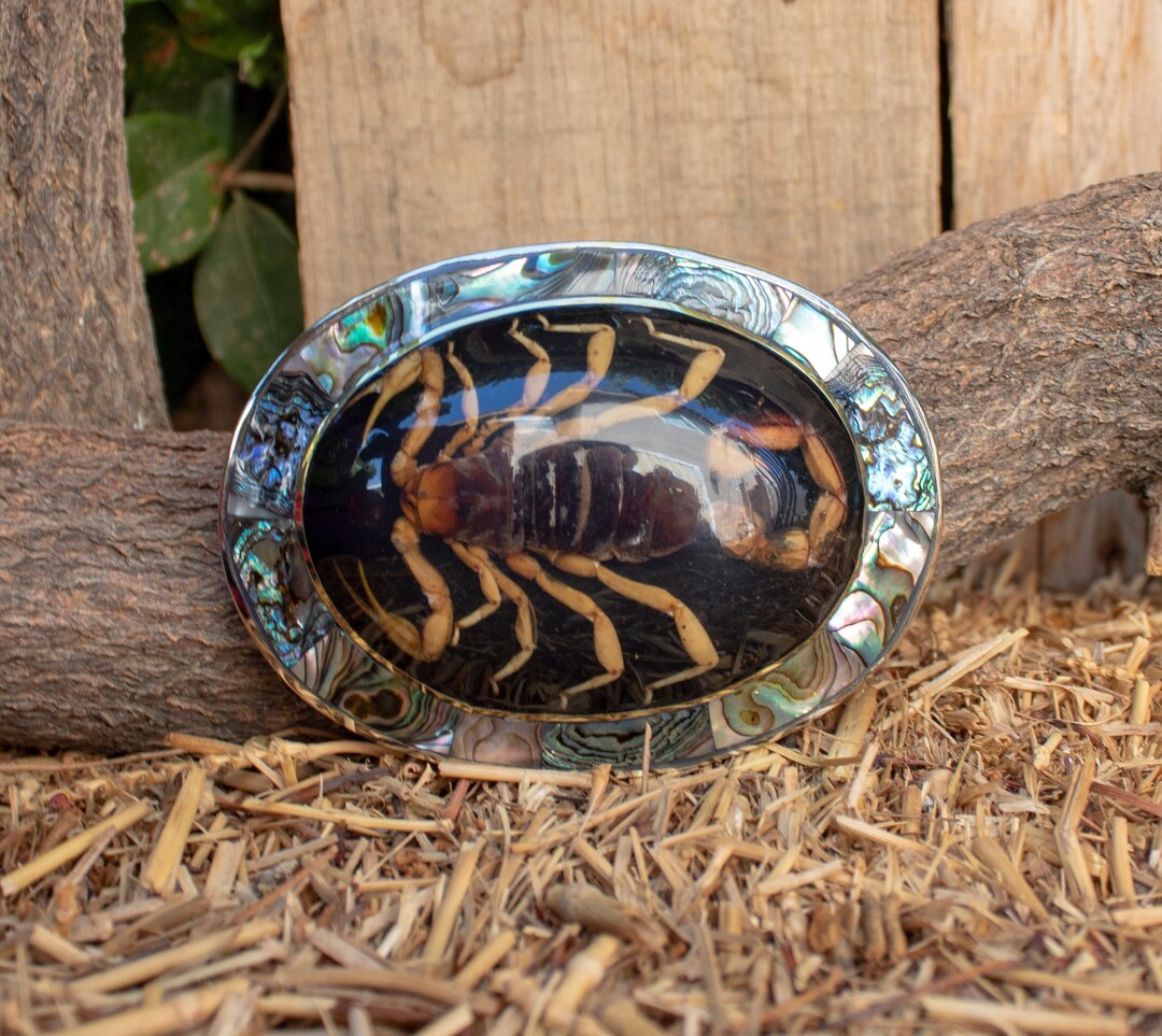 Real SCORPION ABALONE EPOXY Handmade Oval Western Belt Buckle Evilla ...
