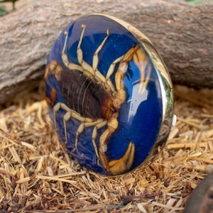 Real SCORPION ALACRAN EPOXY Handmade Oval Western Belt Buckle Evilla - Etsy