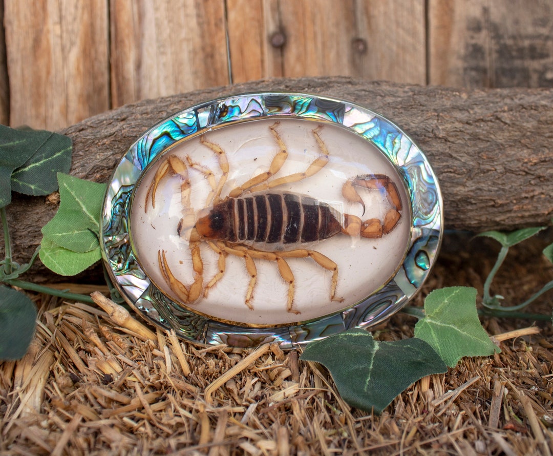 Real SCORPION ALACRAN EPOXY Handmade Oval Western Belt Buckle Evilla - Etsy