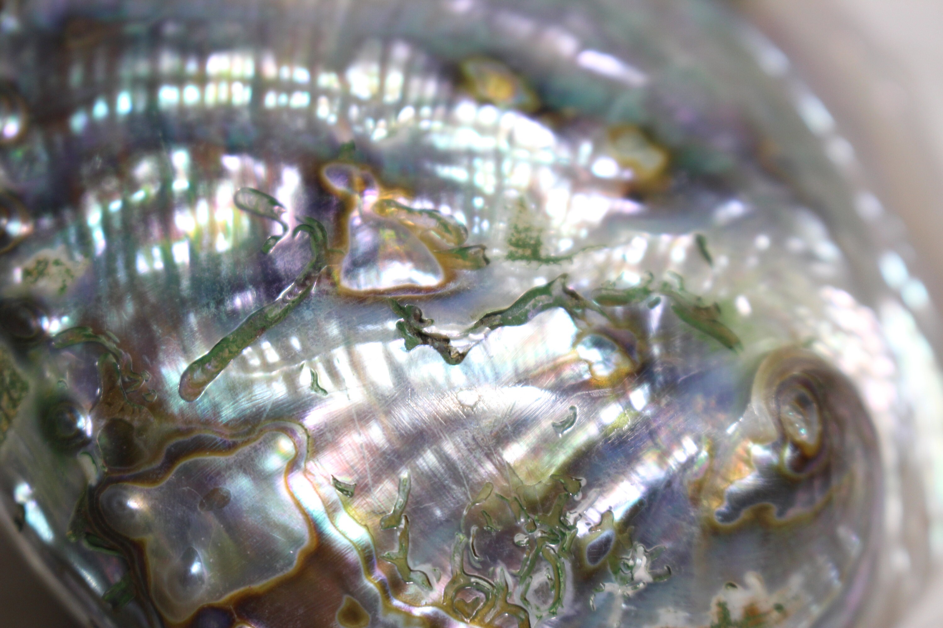 Small Abalone Shells Set of 3 Natural Paua Seashells Raw - Etsy