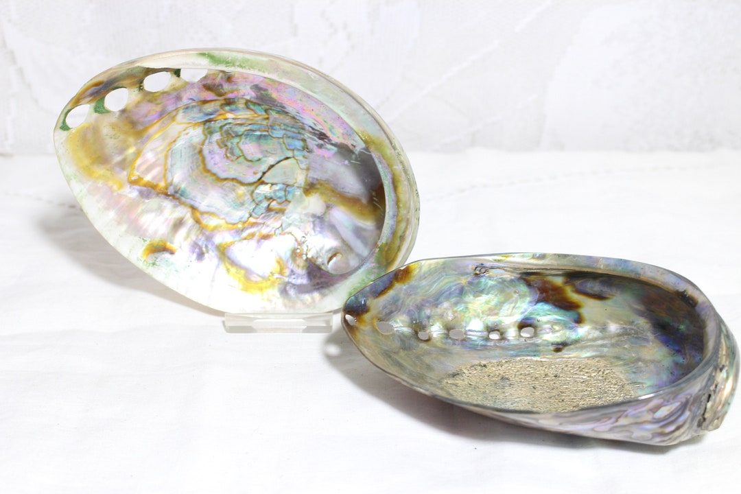 Small Abalone Shells, Set of 3 Natural Paua Seashells, Raw Unpolished ...