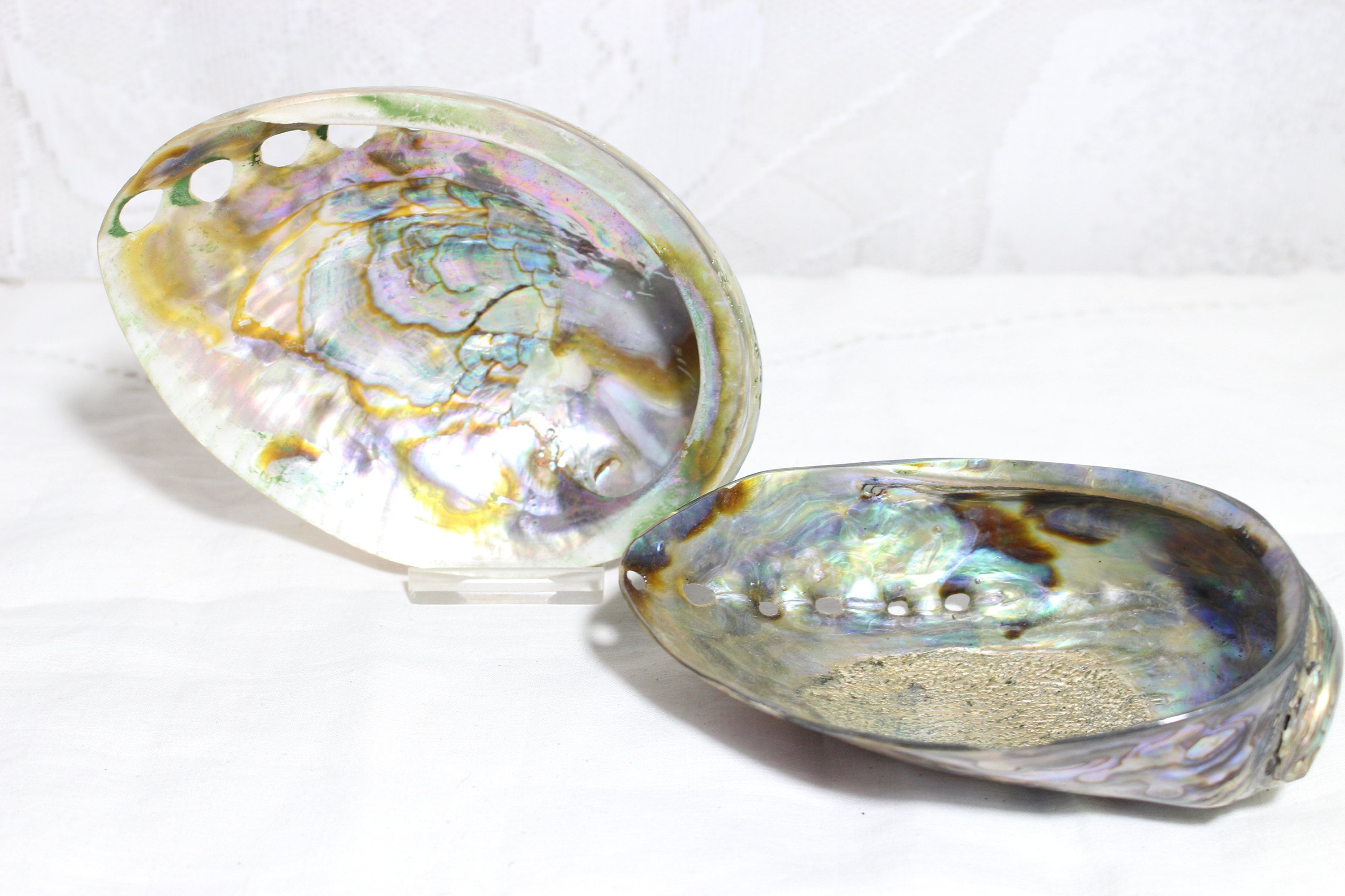 Small Abalone Shells Set of 3 Natural Paua Seashells Raw - Etsy