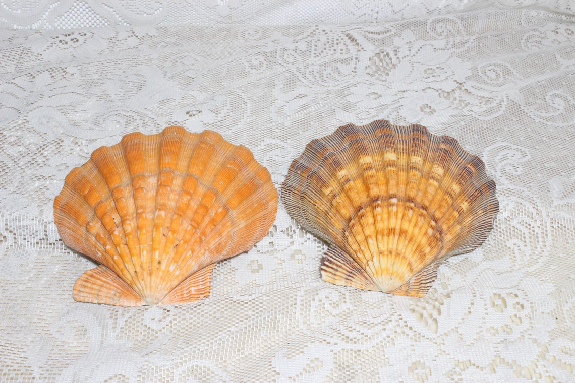 Lion's Paw Scallop Shells Set of 2 - Etsy