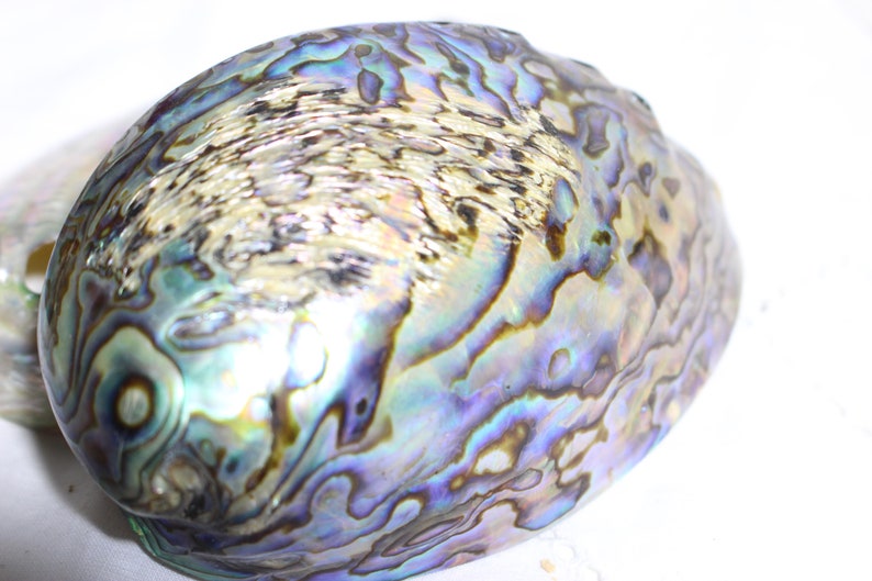 Small Abalone Shells Set of 3 Natural Paua Seashells Raw - Etsy