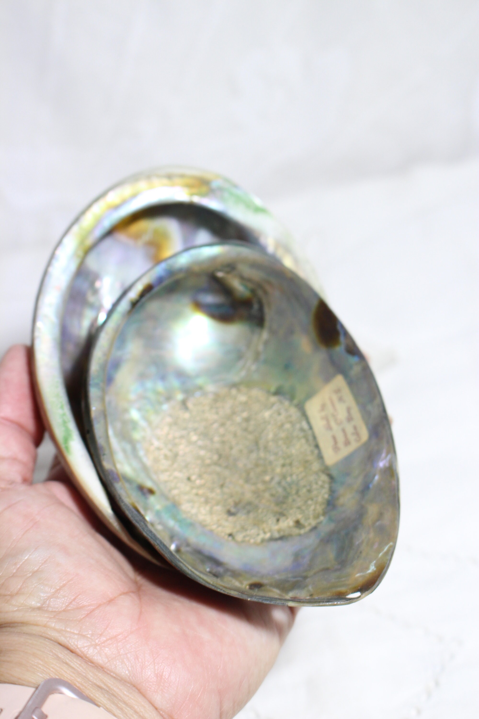 Small Abalone Shells Set of 3 Natural Paua Seashells Raw - Etsy