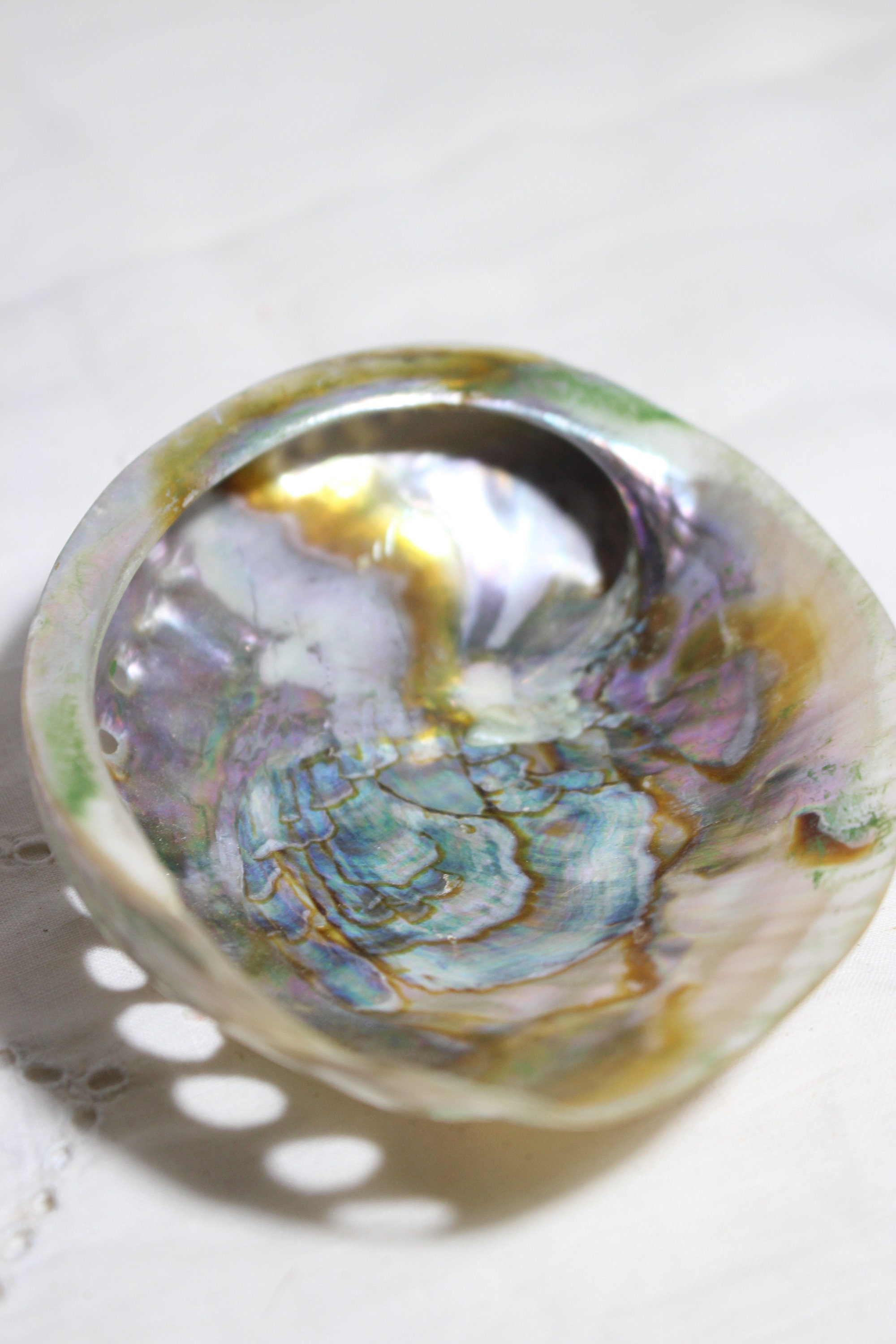 Small Abalone Shells Set of 3 Natural Paua Seashells Raw - Etsy