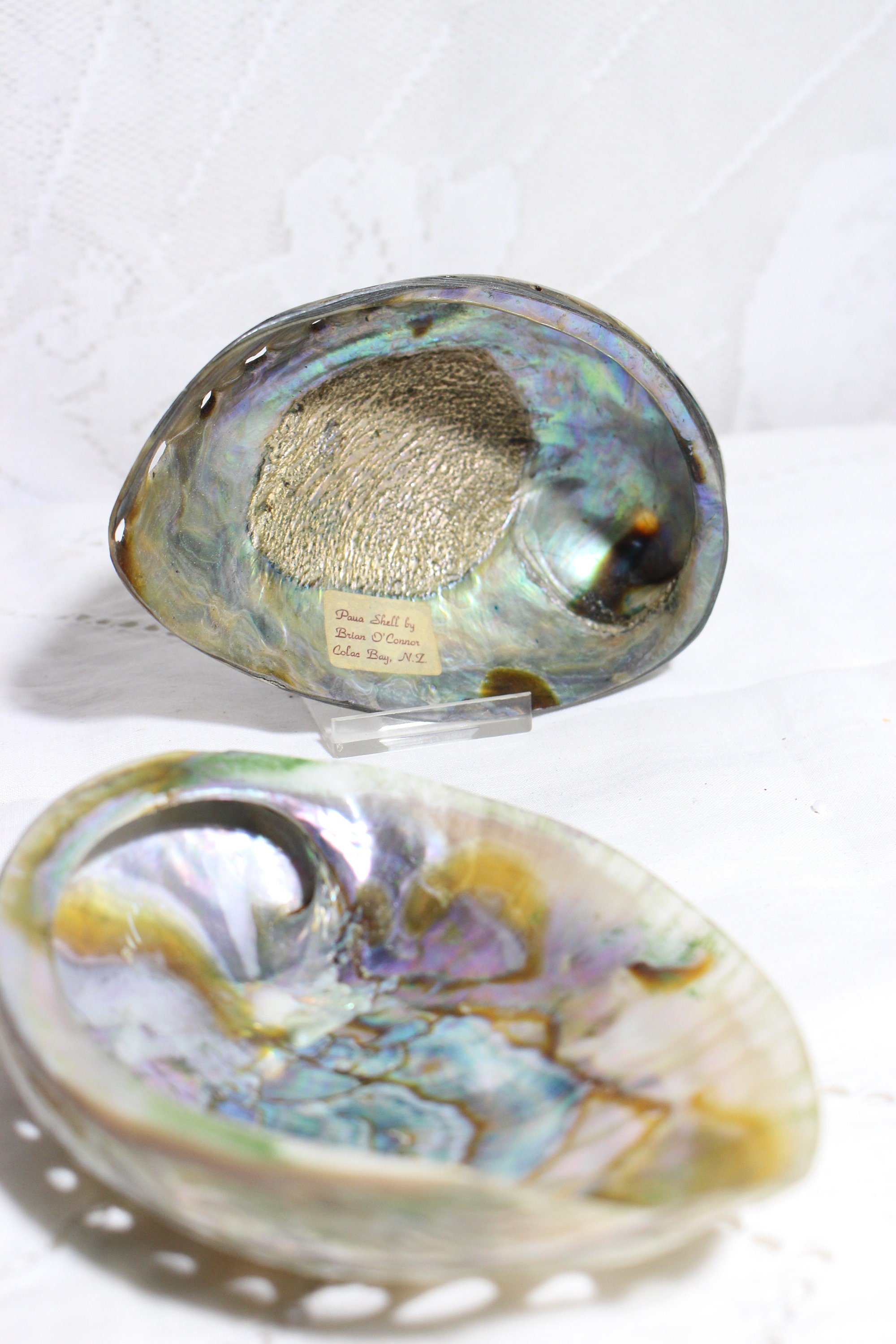 Small Abalone Shells Set of 3 Natural Paua Seashells Raw - Etsy