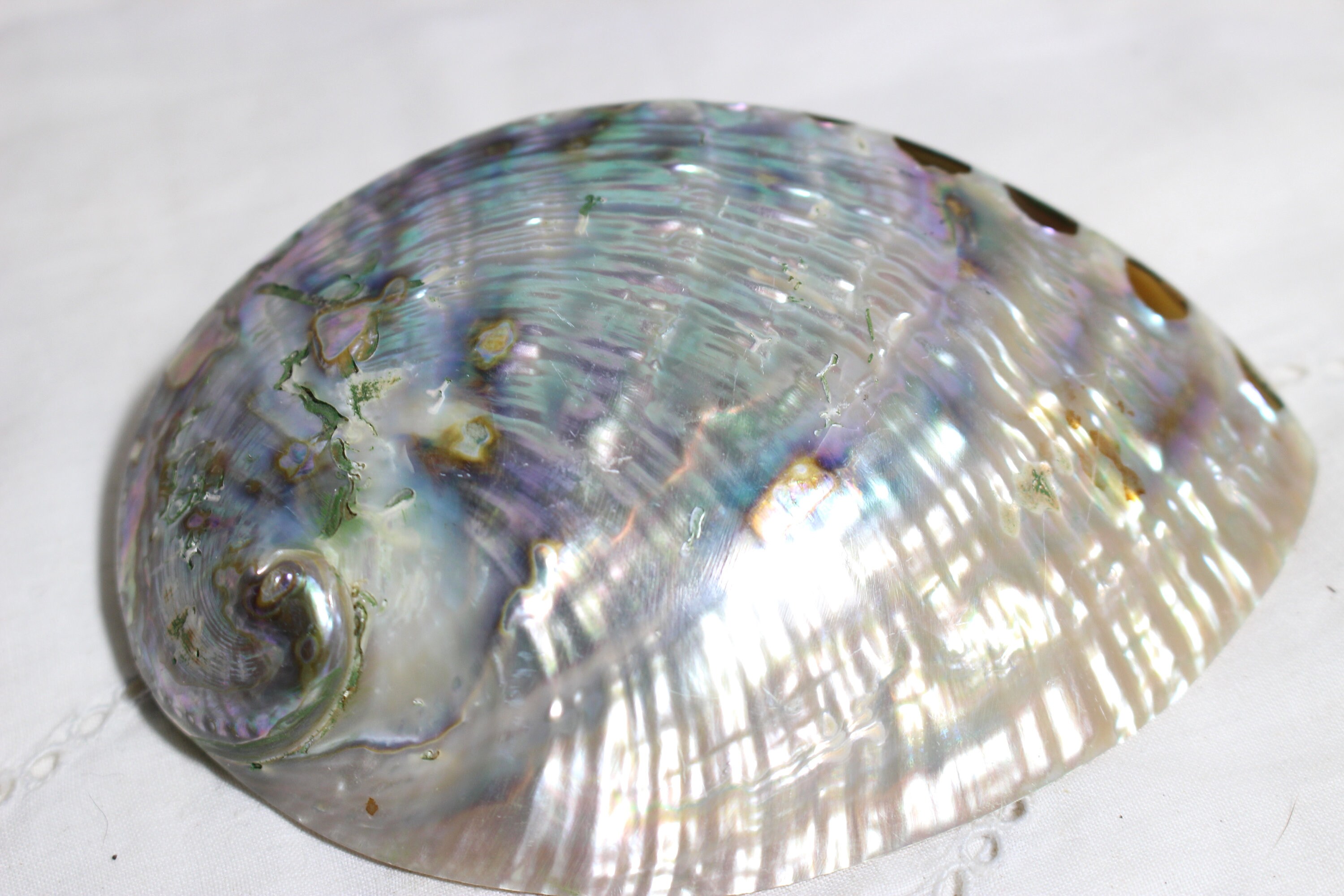 Small Abalone Shells Set of 3 Natural Paua Seashells Raw - Etsy