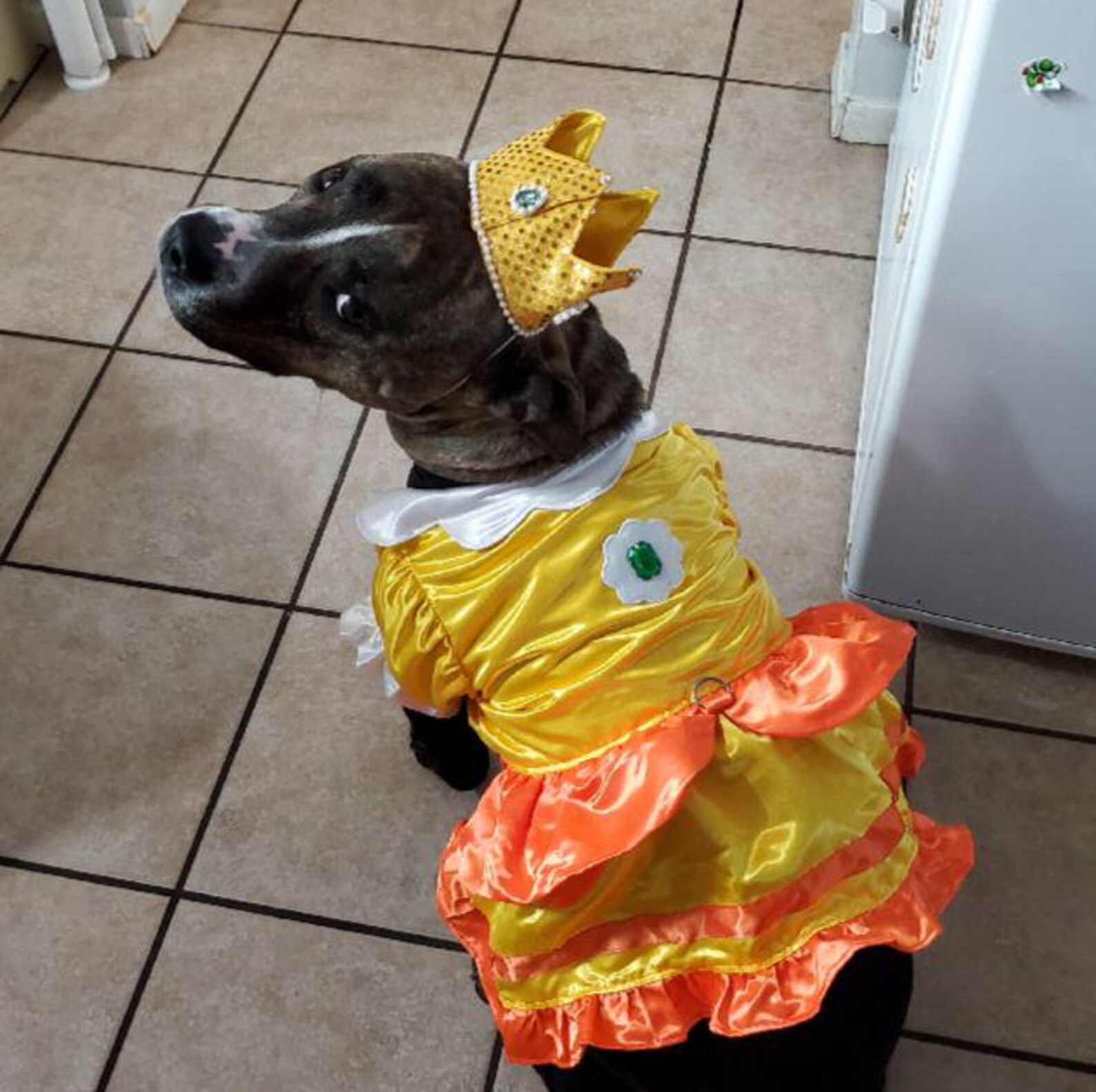 Princess Daisy Dog Costume: Mario Kart Pet Dress With Crown - Etsy