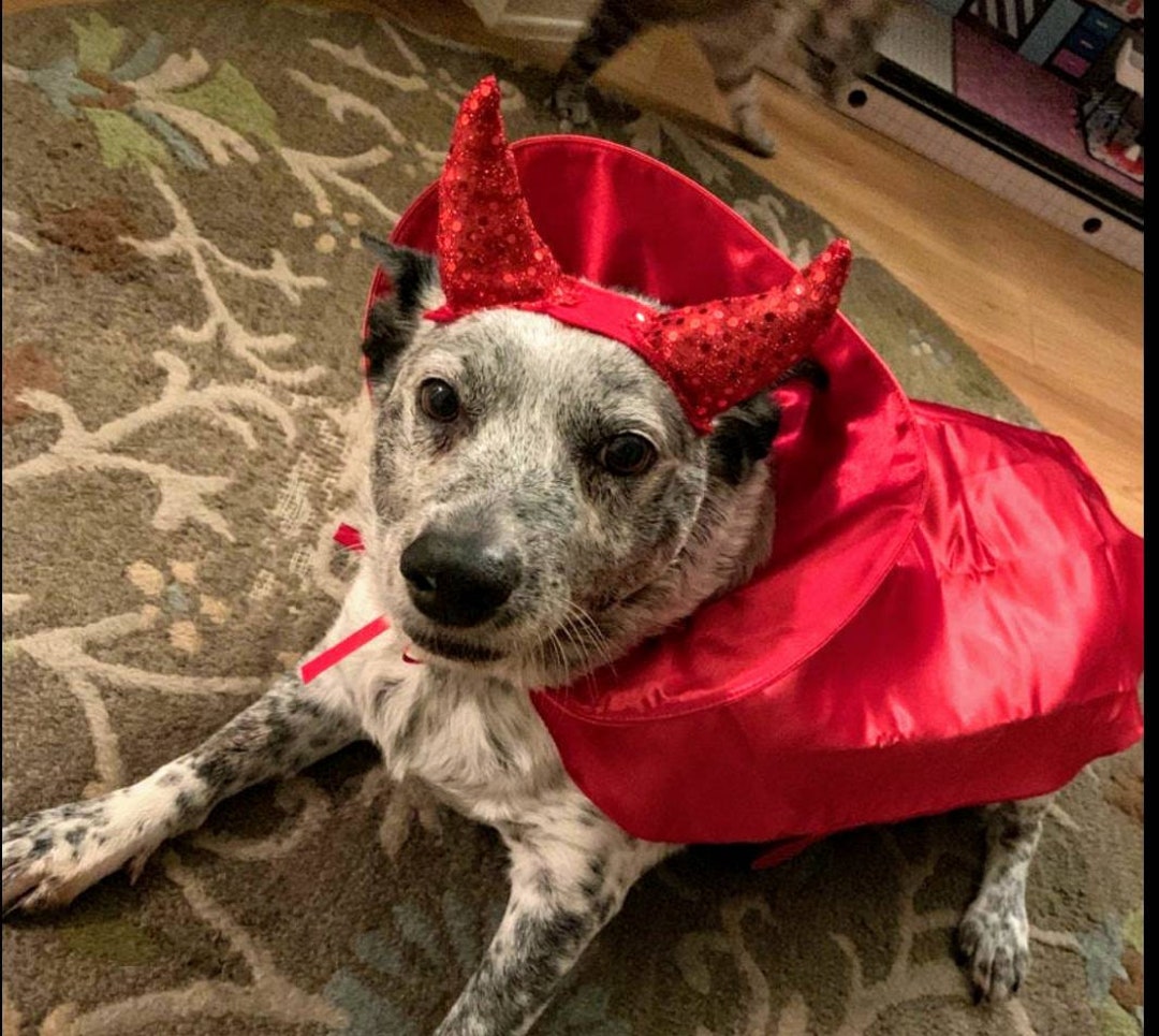 Ready to Be Shipped Dog Devil Cape, Halloween Costume, Cape and Devil ...