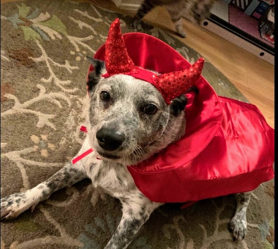 Dog Devil Cape Halloween Costume Cape and devil horns 2 | Etsy