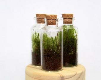 Terrarium With LIVE Plants, Mini Tree, Moss and Crystals - Etsy