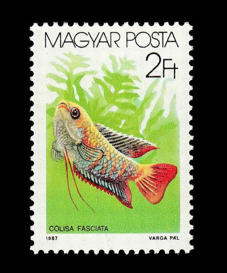 Colourful 1987 Aquarium Fish Postage Stamps / Kids Crafts - Etsy Canada