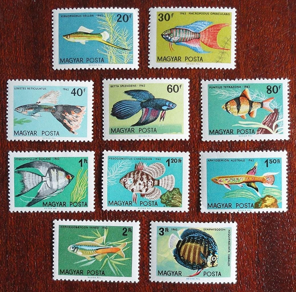 Wonderful 1962 Fish Postage Stamps From Hungary / Beautiful - Etsy UK