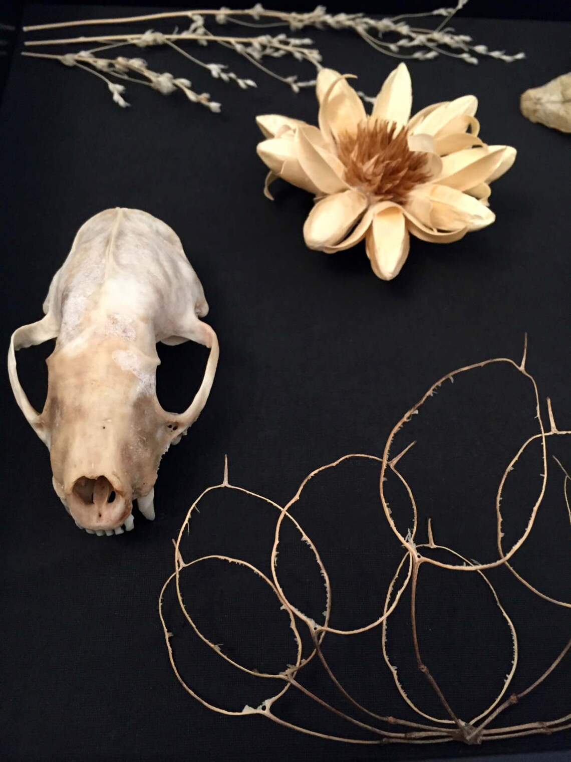 Skull & Flowers Shadowbox Natural Sciences Found Object | Etsy