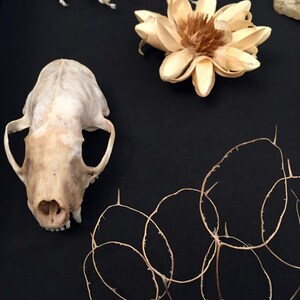 Skull & Flowers Shadowbox Natural Sciences Found Object | Etsy