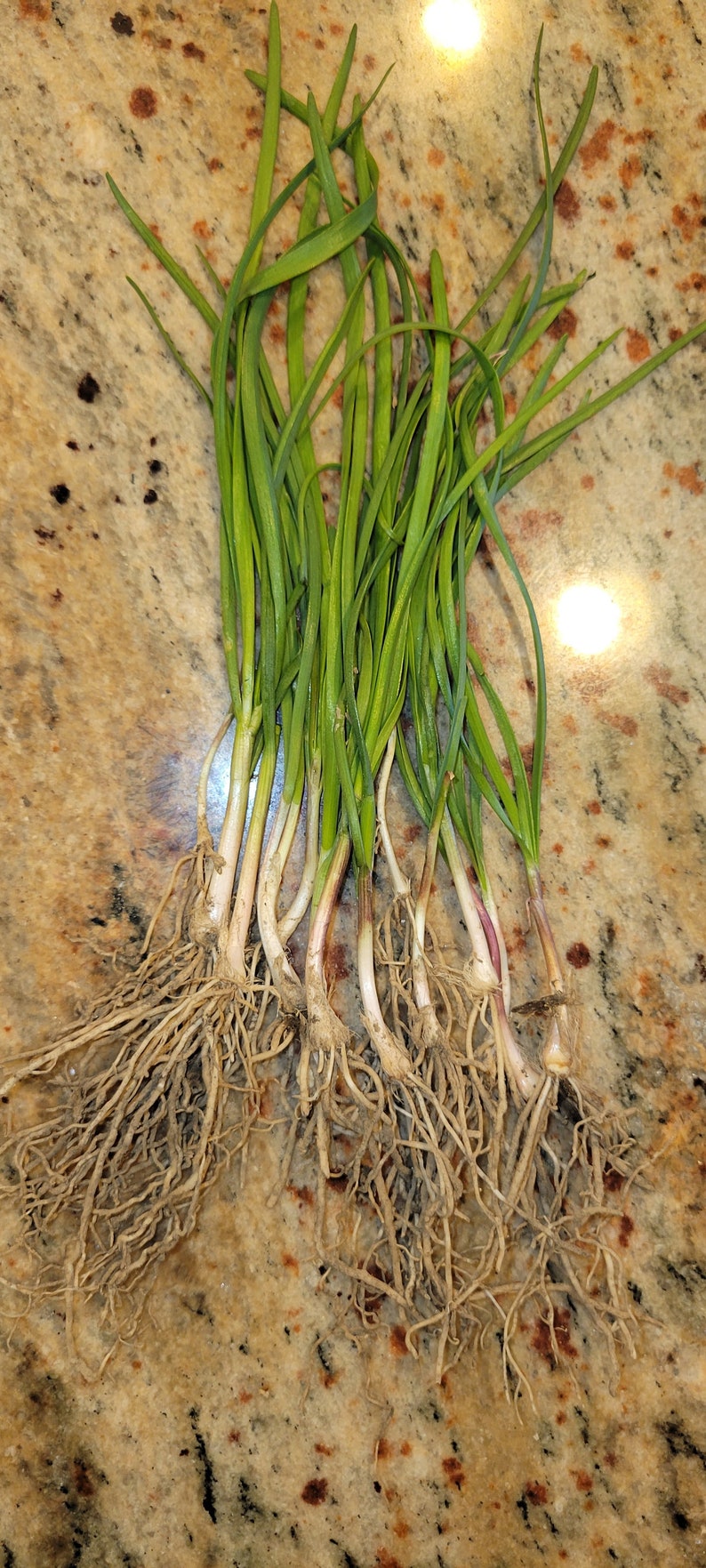 20 Natural Garlic Chive Bare Roots - Etsy