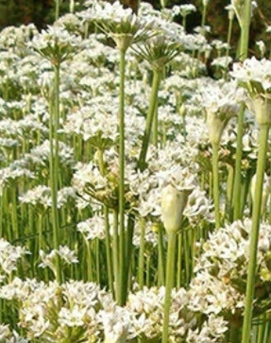 20 Natural Garlic Chive Bare Roots - Etsy