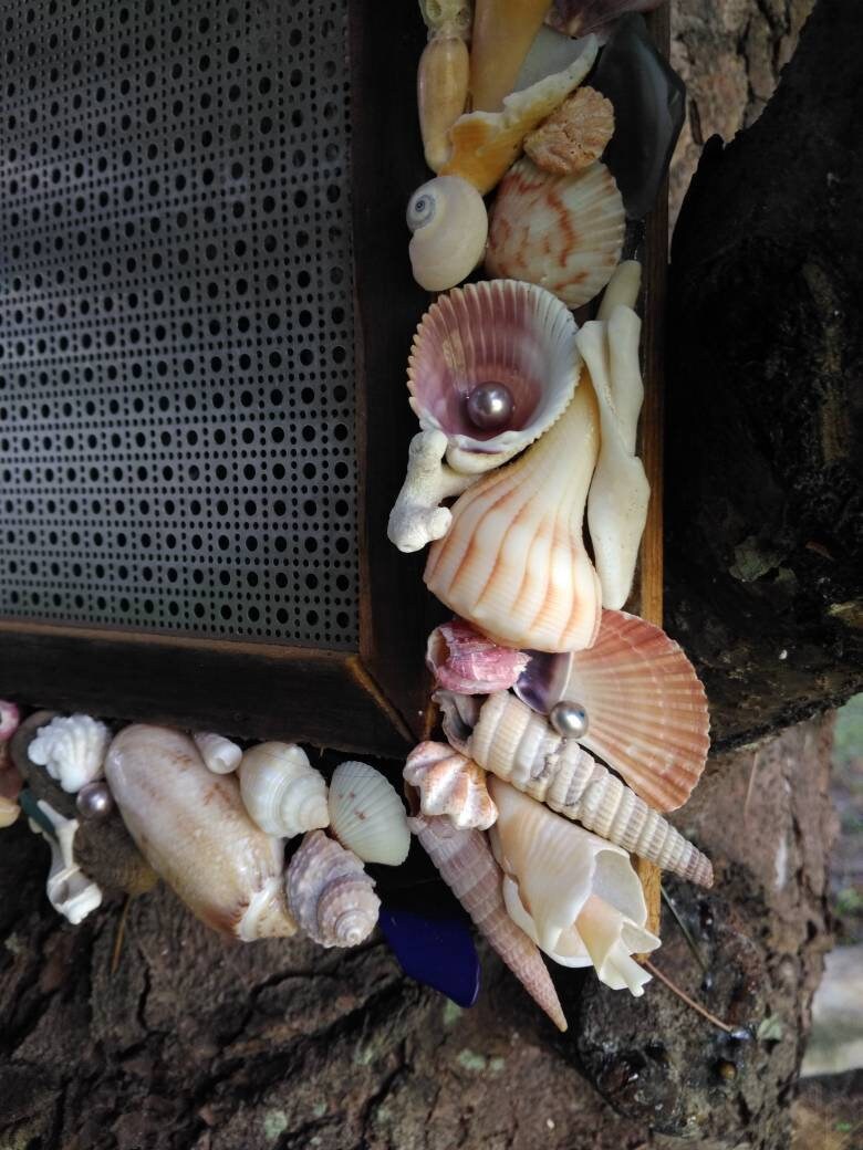 Seashell Jewelry Organizer - Etsy