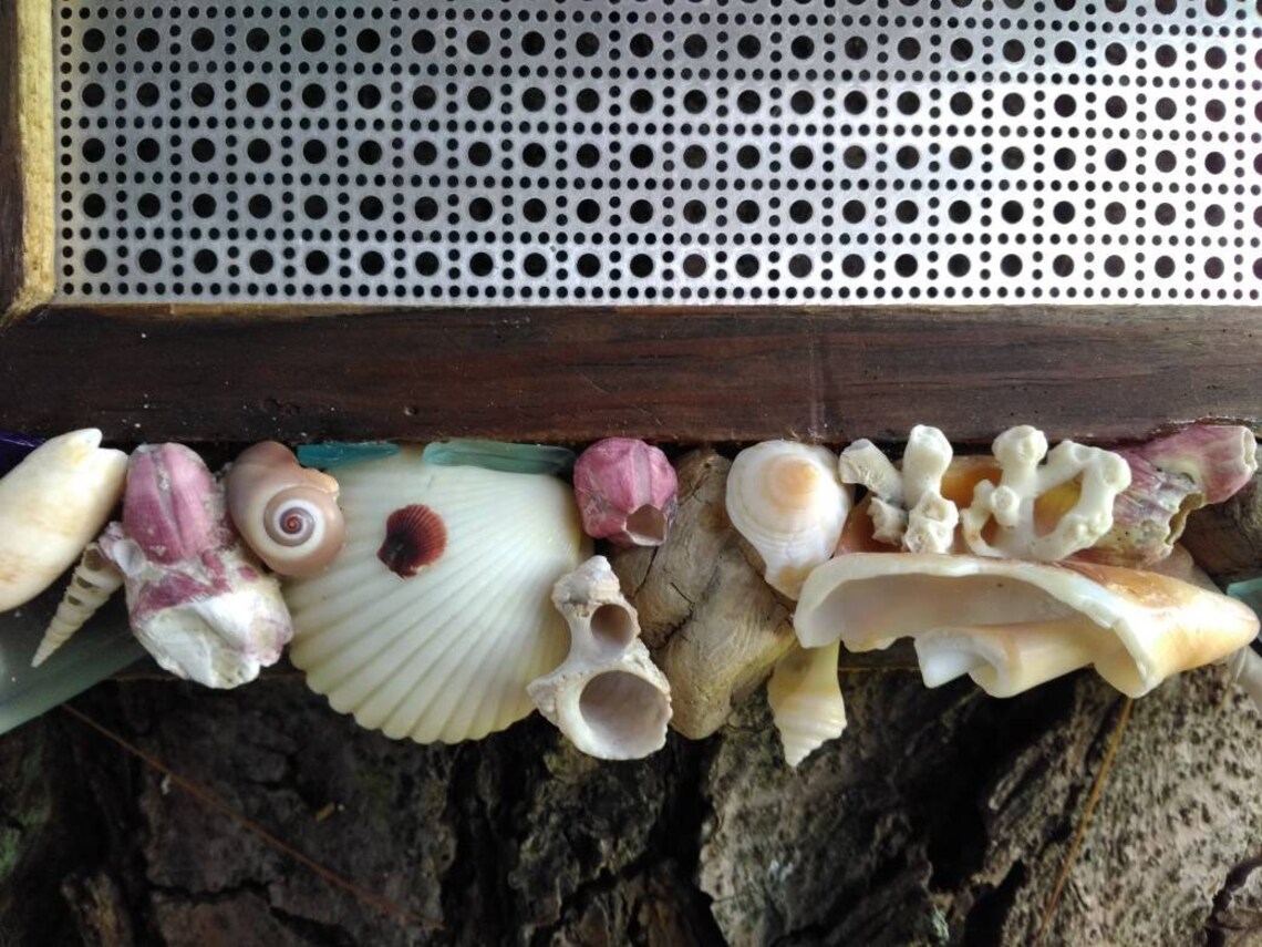 Seashell Jewelry Organizer - Etsy