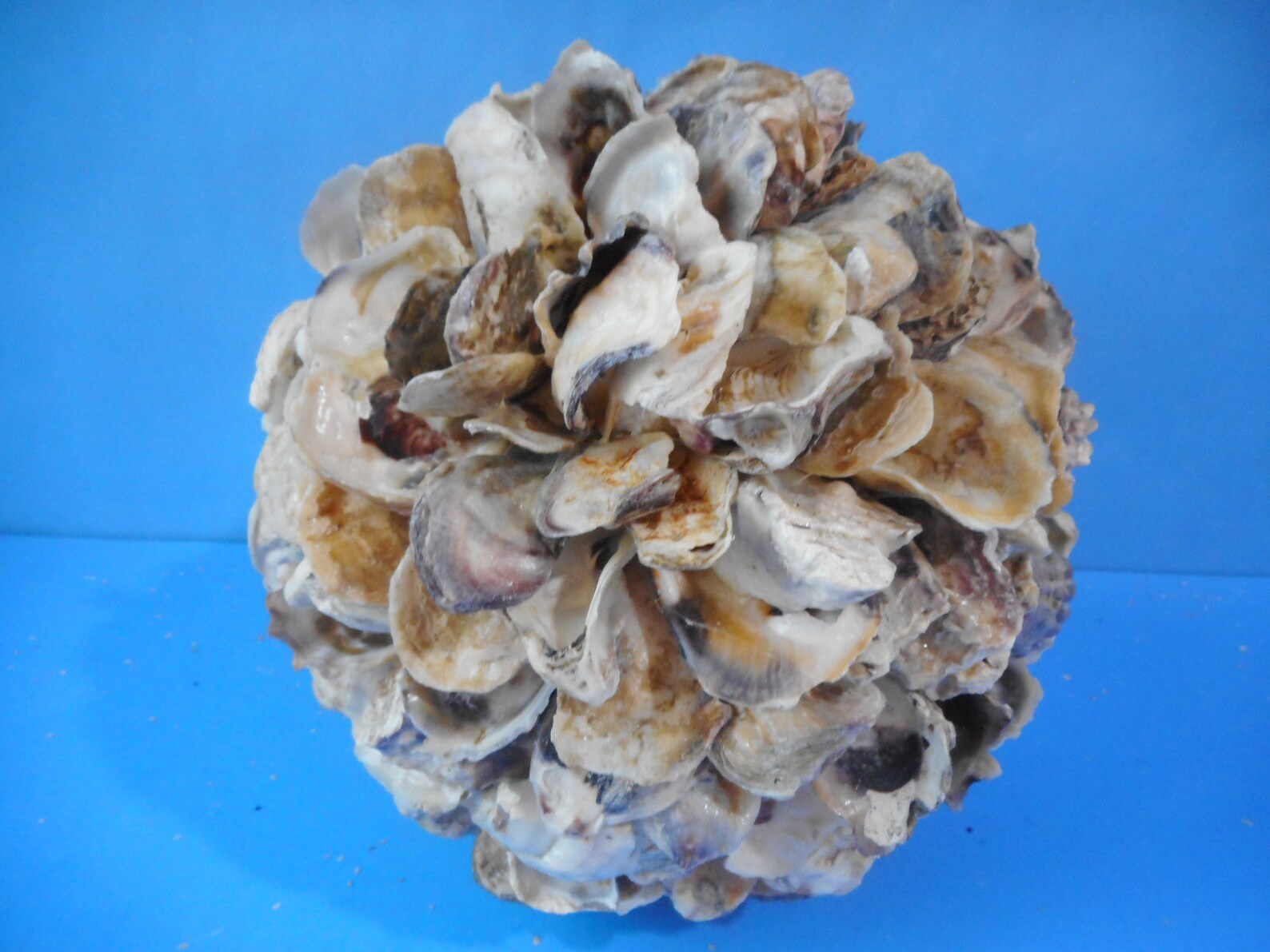 Oyster Ball-shell Ball-oyster Box-seashell Ball-decorative - Etsy