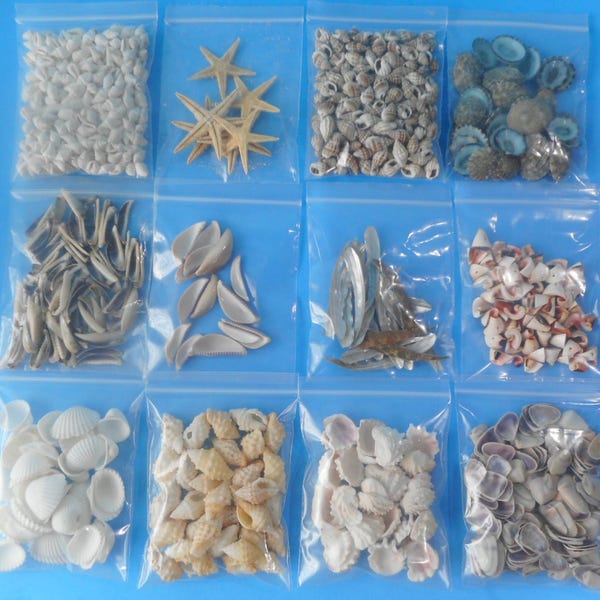 Craft Shells - Etsy