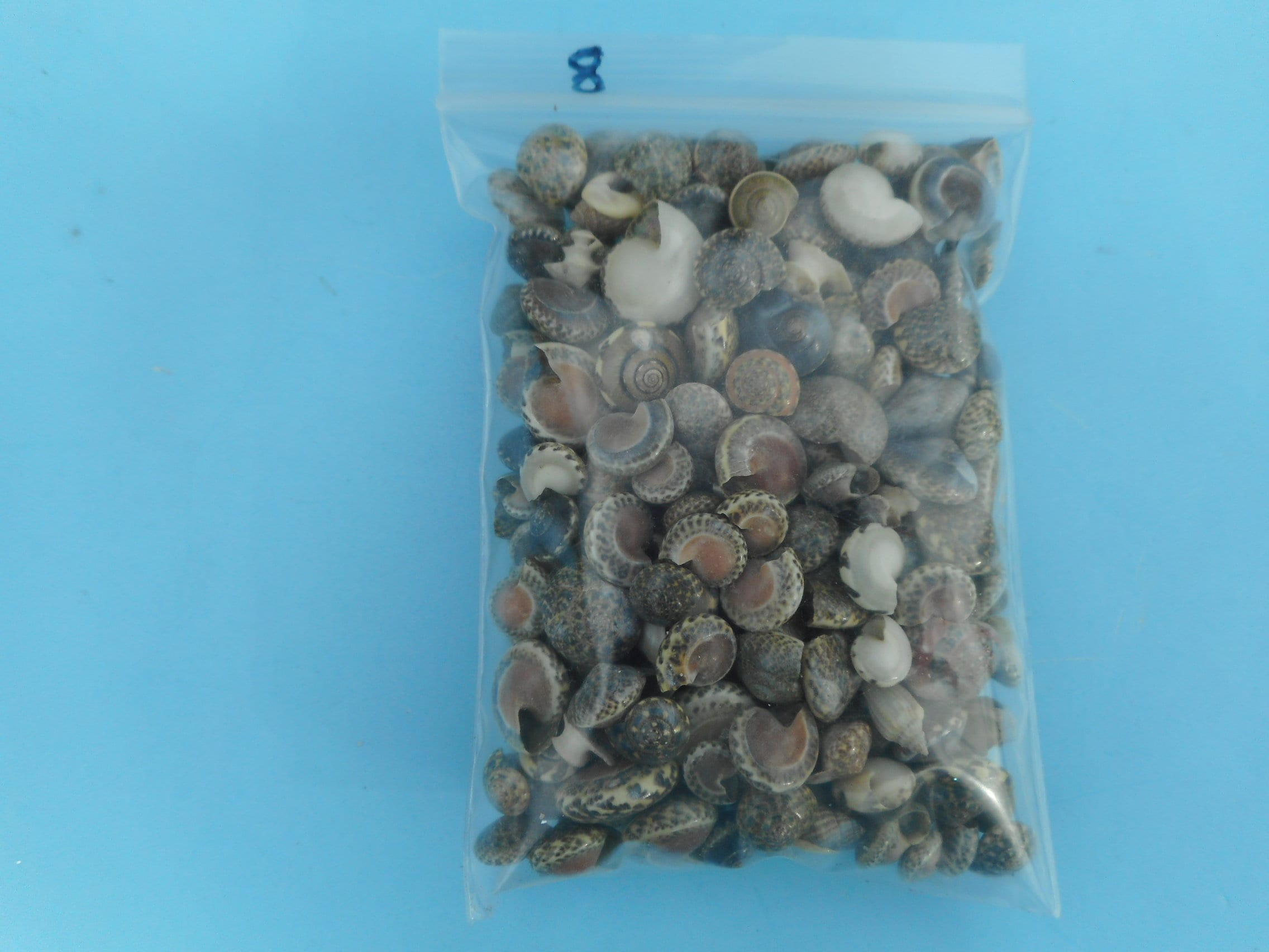 Tiny SeaShells For Crafts Coastal Beach Nautical Decor | Etsy