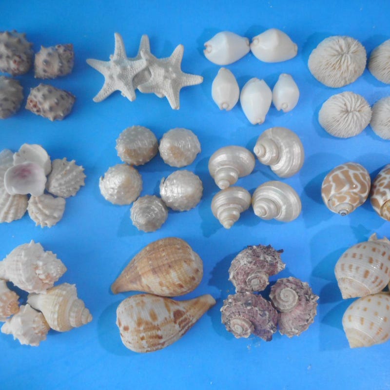 Small Seashells - Etsy