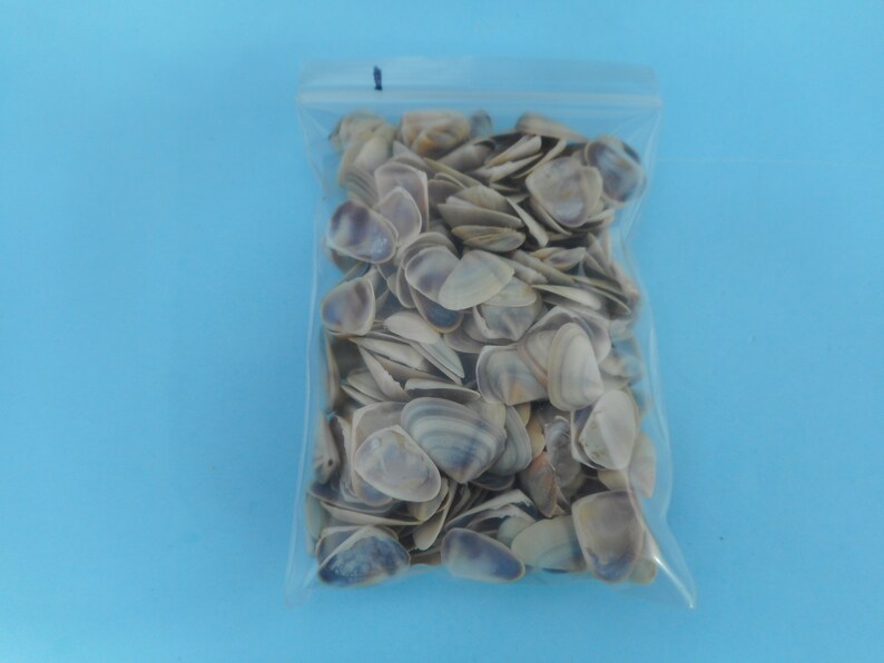 Tiny SeaShells For Crafts Coastal Beach Nautical Decor | Etsy