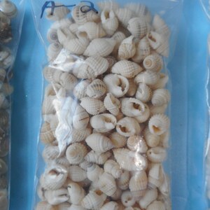 Tiny Sea Shells For Crafts Shell Supply-Coastal Beach | Etsy