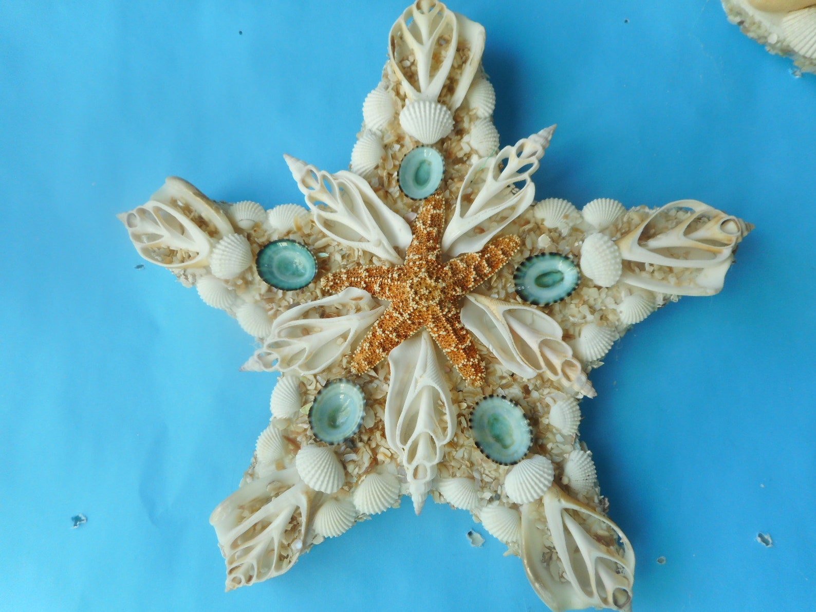 Starfish Sea Shell Wall Art coastal Nautical Beach Decor | Etsy