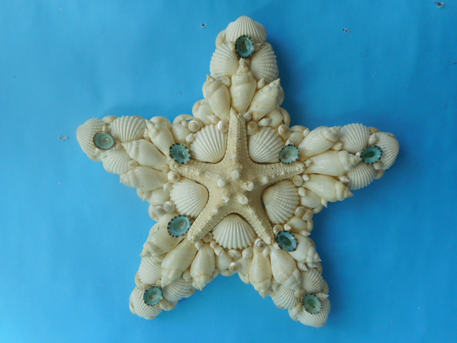 Starfish Sea Shell Wall Art coastal Nautical Beach Decor | Etsy