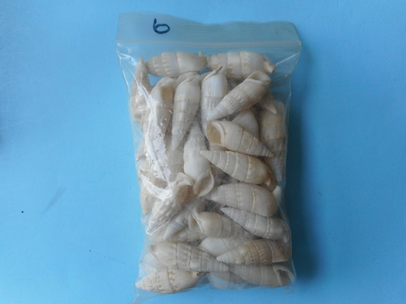 Small To Medium SeaShells For Crafts Shell Supply-Coastal | Etsy