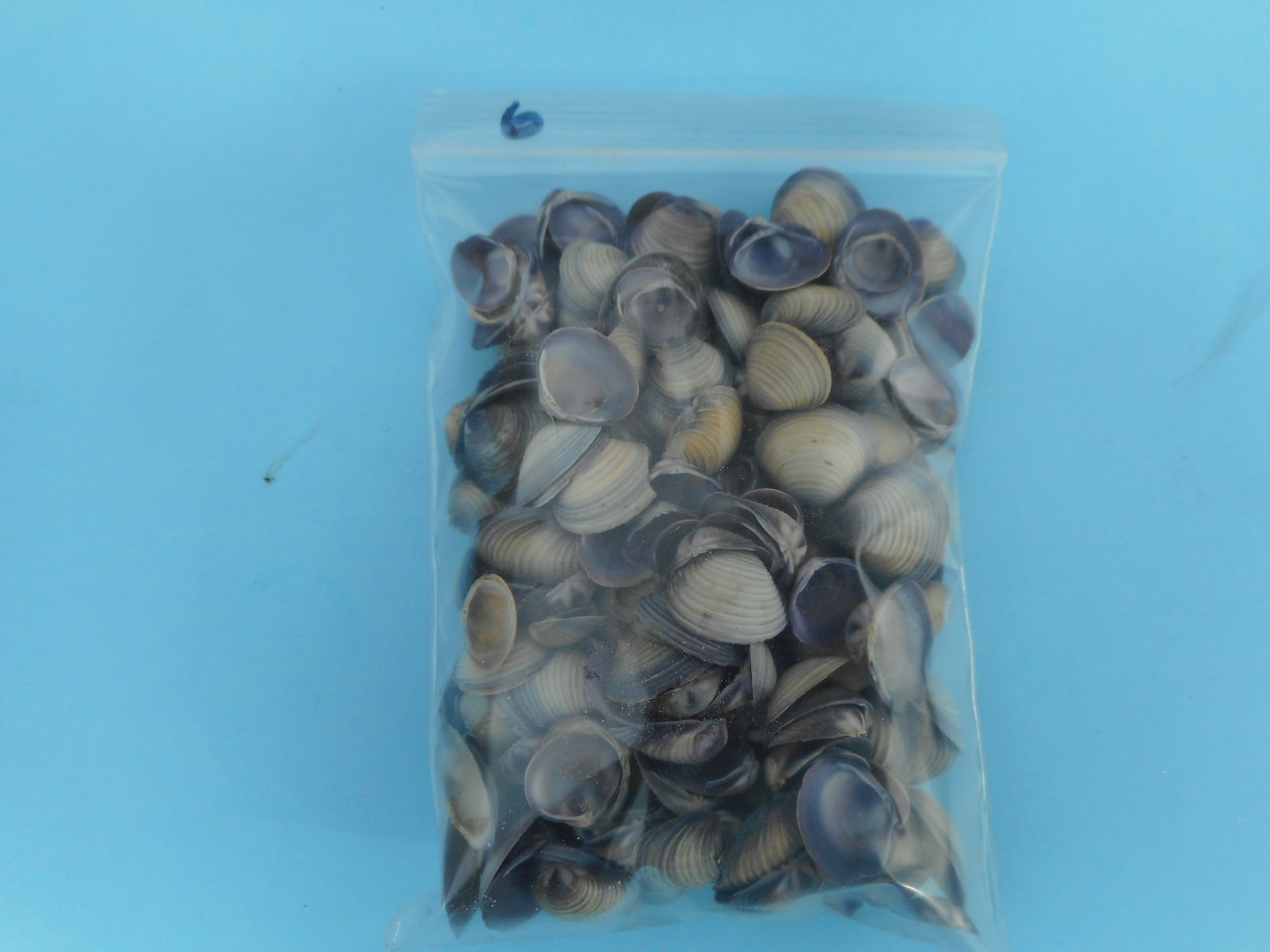 Tiny SeaShells For Crafts Coastal Beach Nautical Decor | Etsy