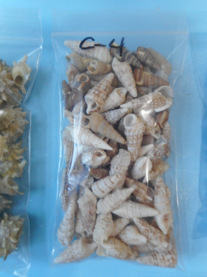Tiny Seashells for Crafts coastal Beach Nautical Decor - Etsy