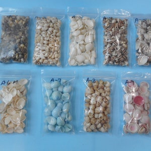 Tiny Sea Shells For Crafts Shell Supply-Coastal Beach | Etsy